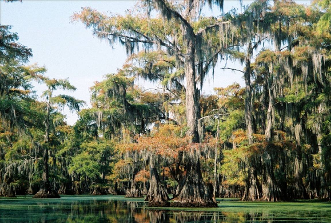 House ∙ 1 Bedroom ∙ 6 Guests - Caddo lake
