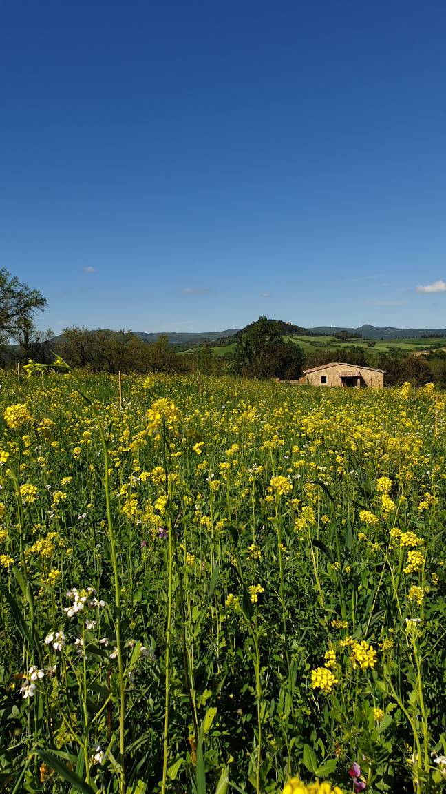 Farmhouse ∙ 2 Bedrooms ∙ 4 Guests - Bibbona