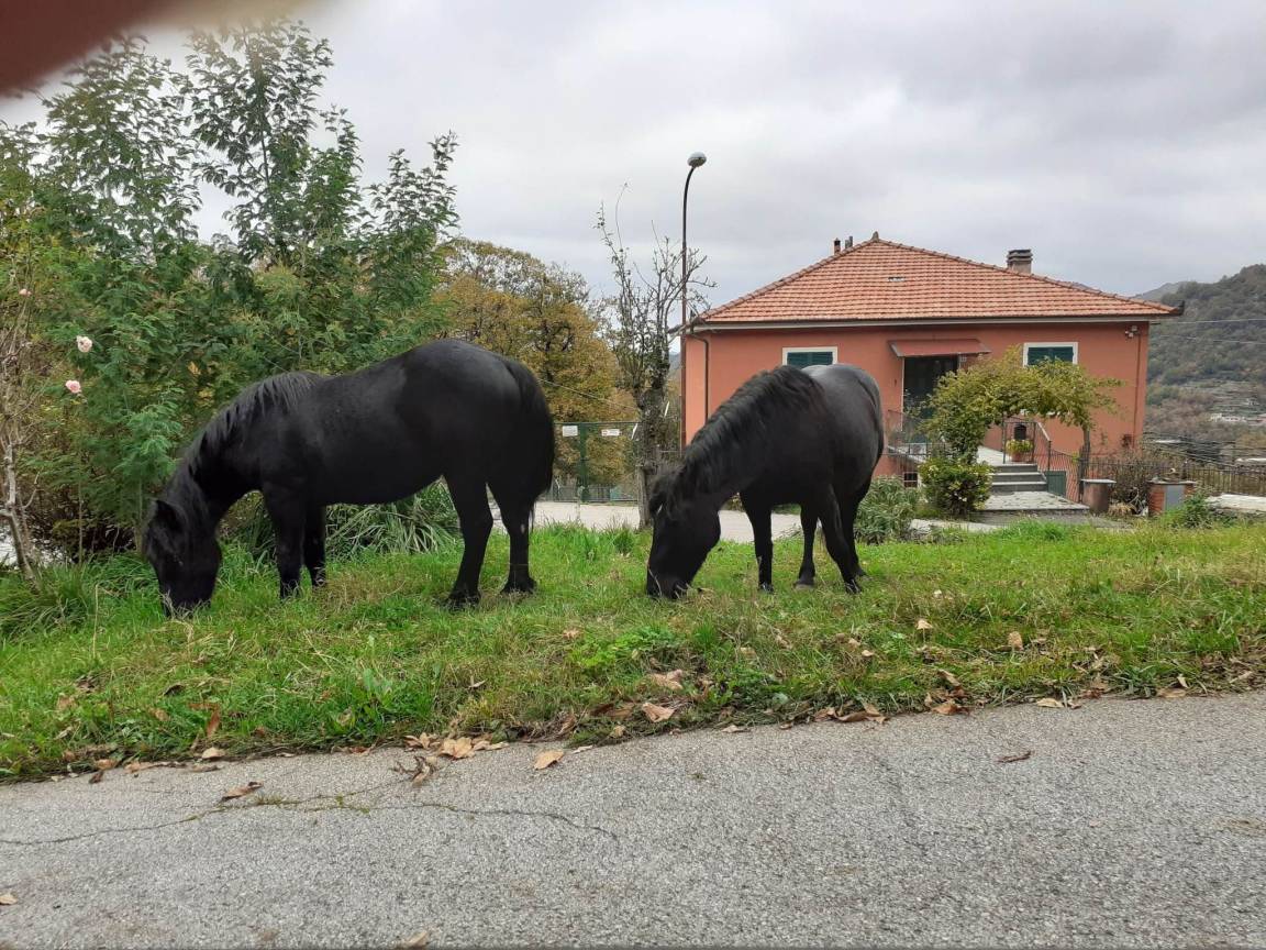 130 M² Casa ∙ 3 Habitaciones ∙ 7 Huéspedes - Sestri Levante