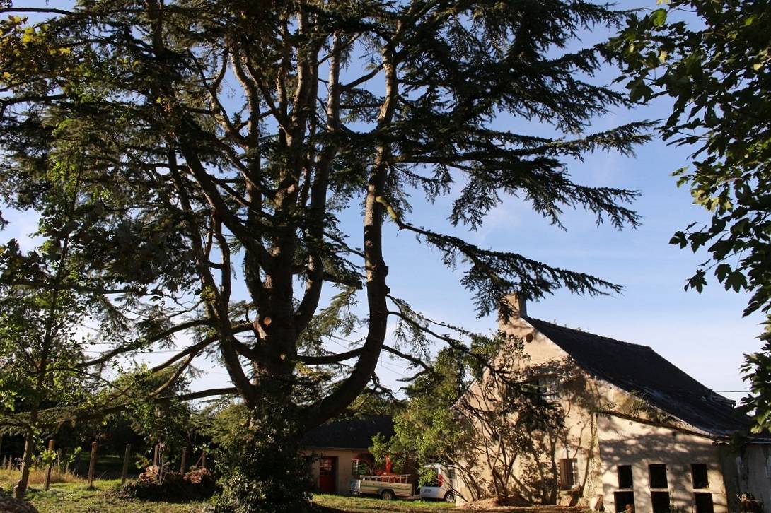 3600 M² Gîte ∙ 5 Chambres ∙ 15 Personnes - Vallée de la Loire