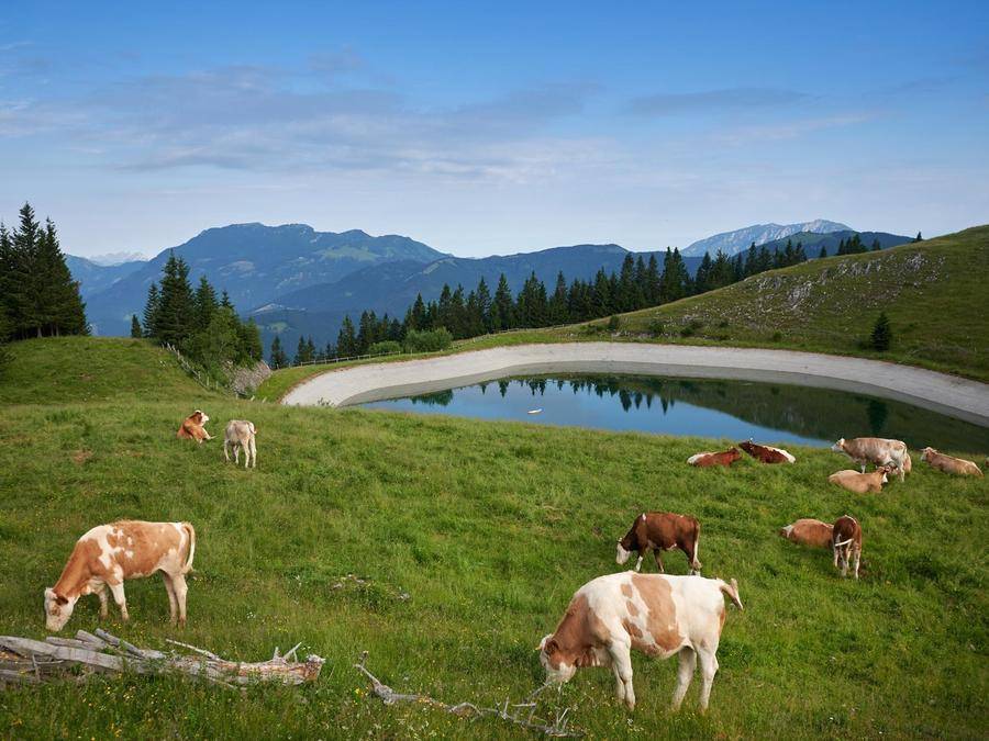 Tent ∙ 1 Bedroom ∙ 4 Guests - Velenje