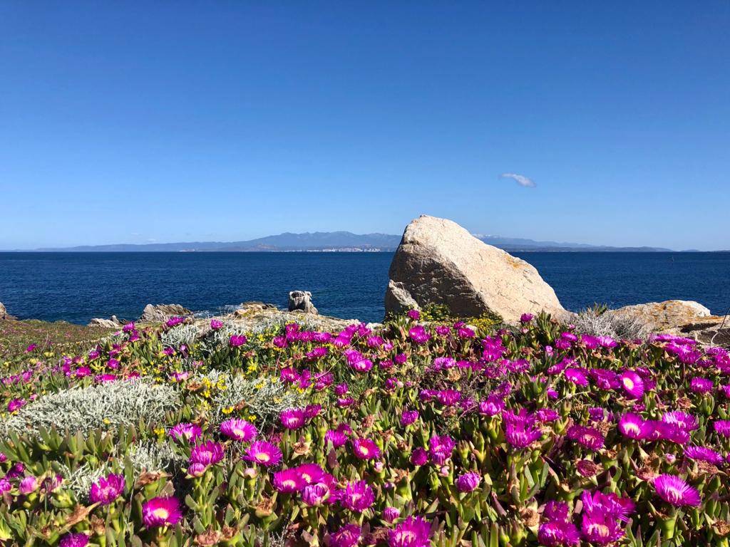 30 M² Apartment ∙ 2 Bedrooms ∙ 5 Guests - Santa Teresa Gallura