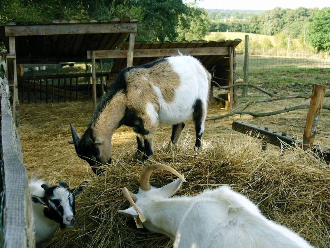 33 M² Camping-unterkunft ∙ 2 Schlafzimmer ∙ 4 Gäste - Apremont