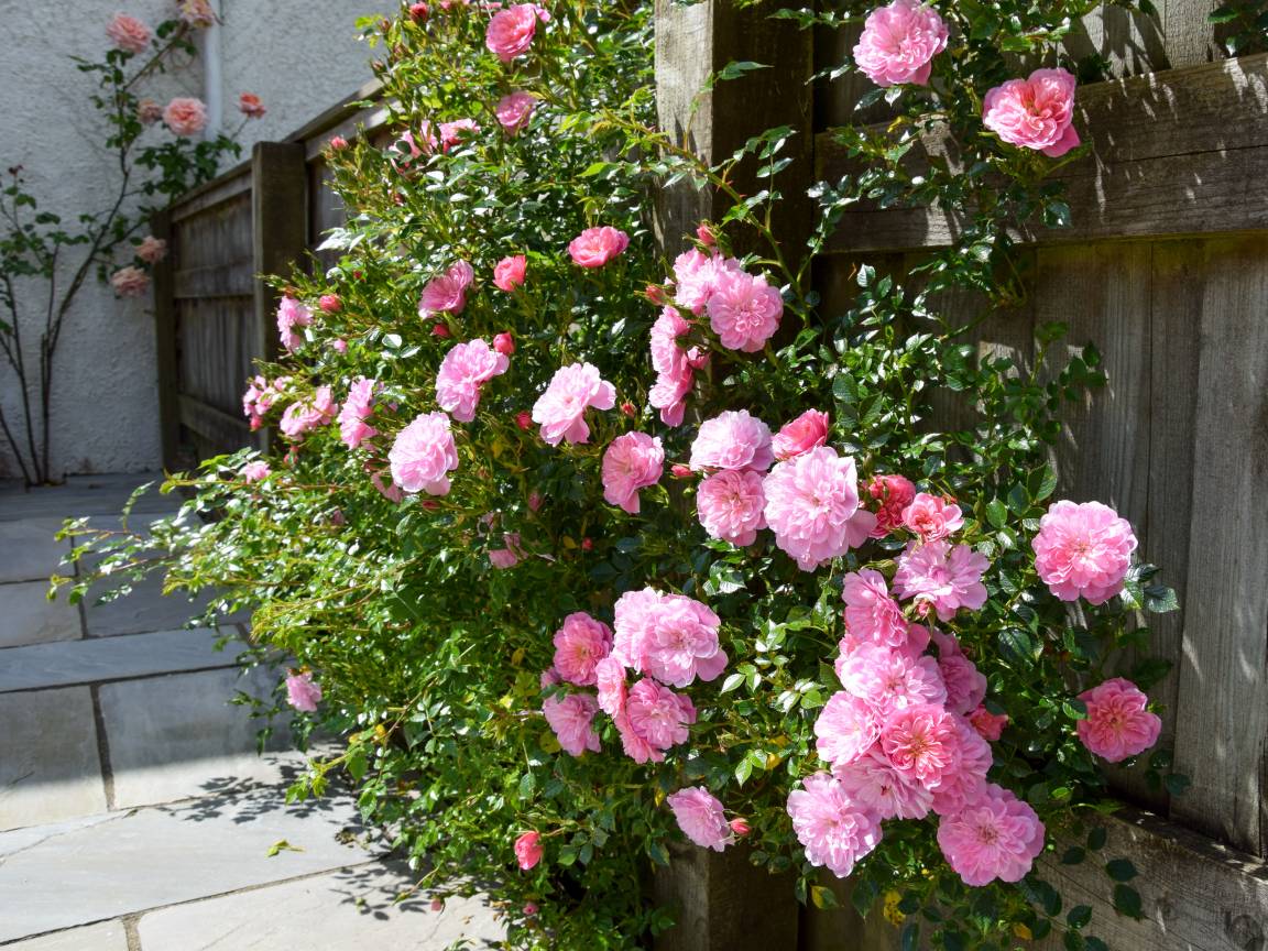 Cottage ∙ 2 Chambres ∙ 3 Personnes - Dorset