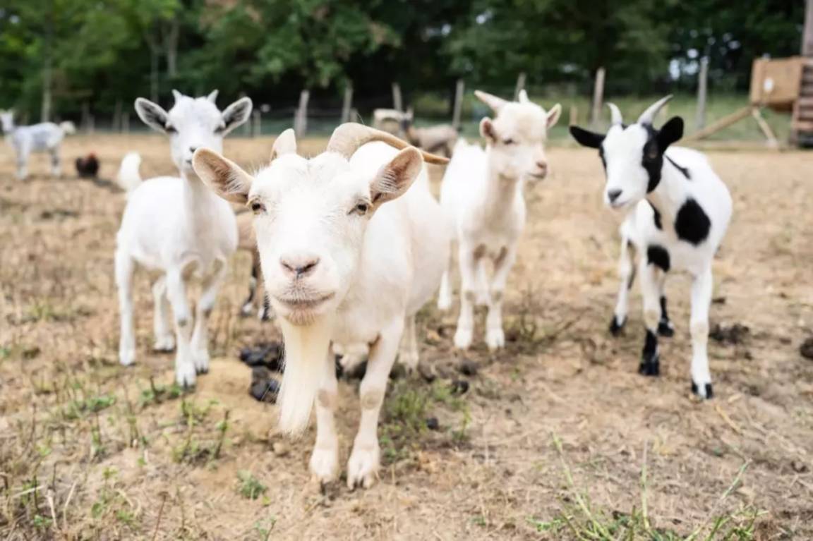 36 M² Campeggio ∙ 2 Camere Da Letto ∙ 4 Ospiti - Gers