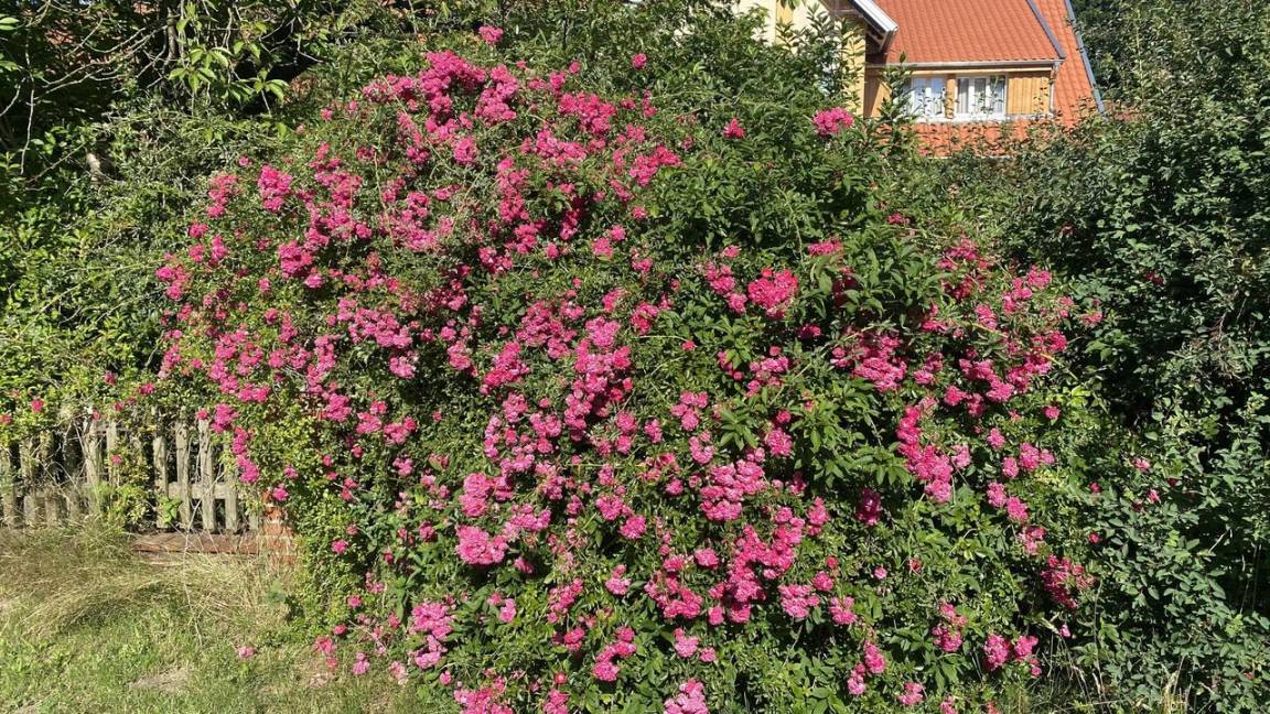 60 M² Ferienwohnung ∙ 2 Schlafzimmer ∙ 4 Gäste - Hodenhagen