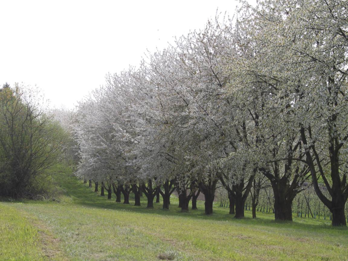 100 M² Ferienhaus ∙ 2 Schlafzimmer ∙ 4 Gäste - Sasbachwalden