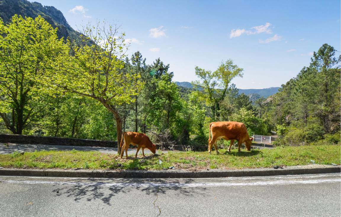 53 M² Appartamento ∙ 2 Camere Da Letto ∙ 4 Ospiti - Ghisonaccia