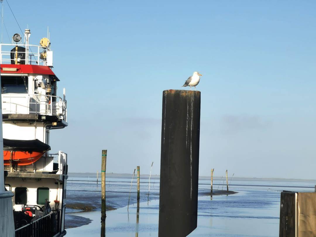 50 M² Ferienwohnung ∙ 1 Schlafzimmer ∙ 2 Gäste - Norddeich