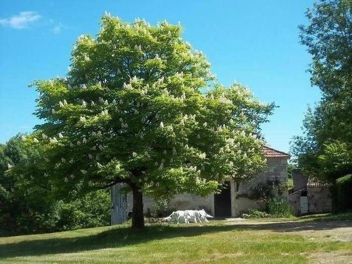 200 M² House ∙ 4 Bedrooms ∙ 8 Guests - Cahors