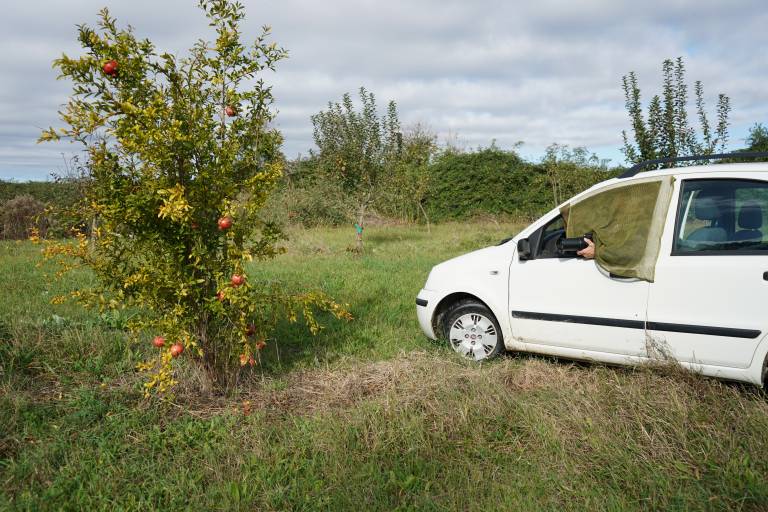 Venicephotobirding - Venice