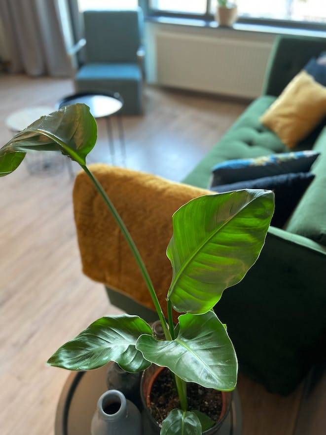 66 M² Apartment ∙ 1 Bedroom ∙ 2 Guests - Wageningen