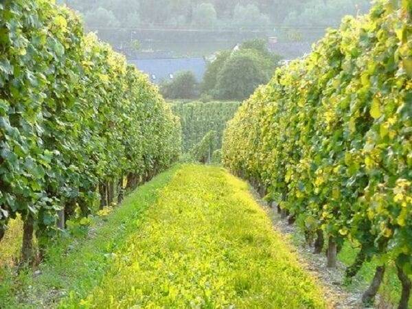 60 M² Appartement ∙ 1 Slaapkamer ∙ 2 Gasten - Leiwen