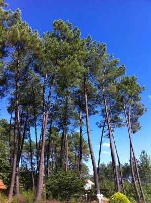 40 M² Chalet ∙ 2 Bedrooms ∙ 4 Guests - Sarlat-la-Canéda